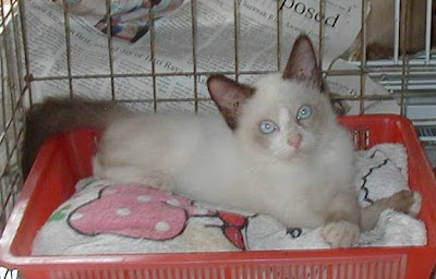 Types of Cats and Pictures: Malaysia Cat or Kucing Malaysia