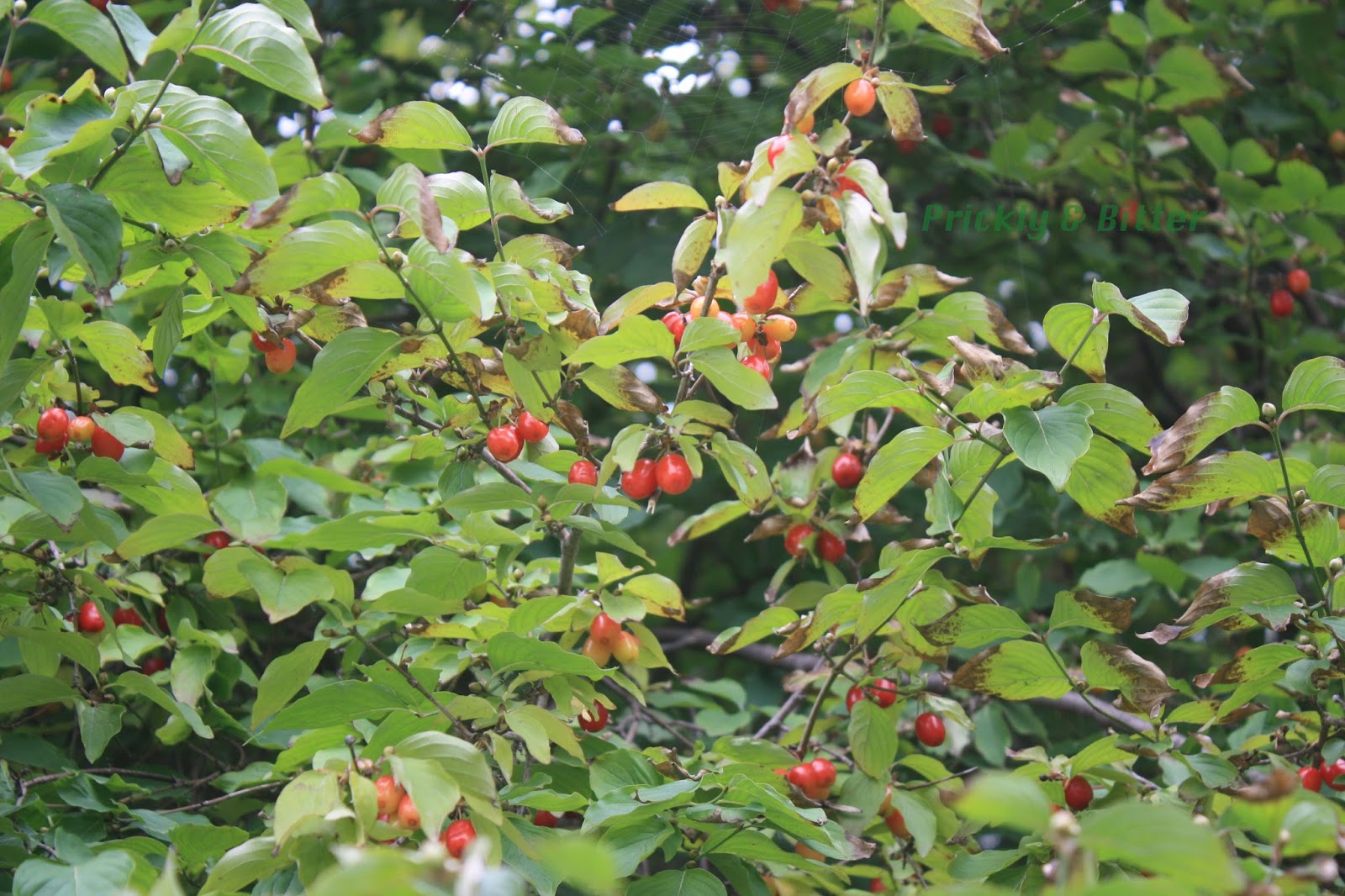 Prickly and Bitter: The Cornelian cherry tree isn't a cherry tree