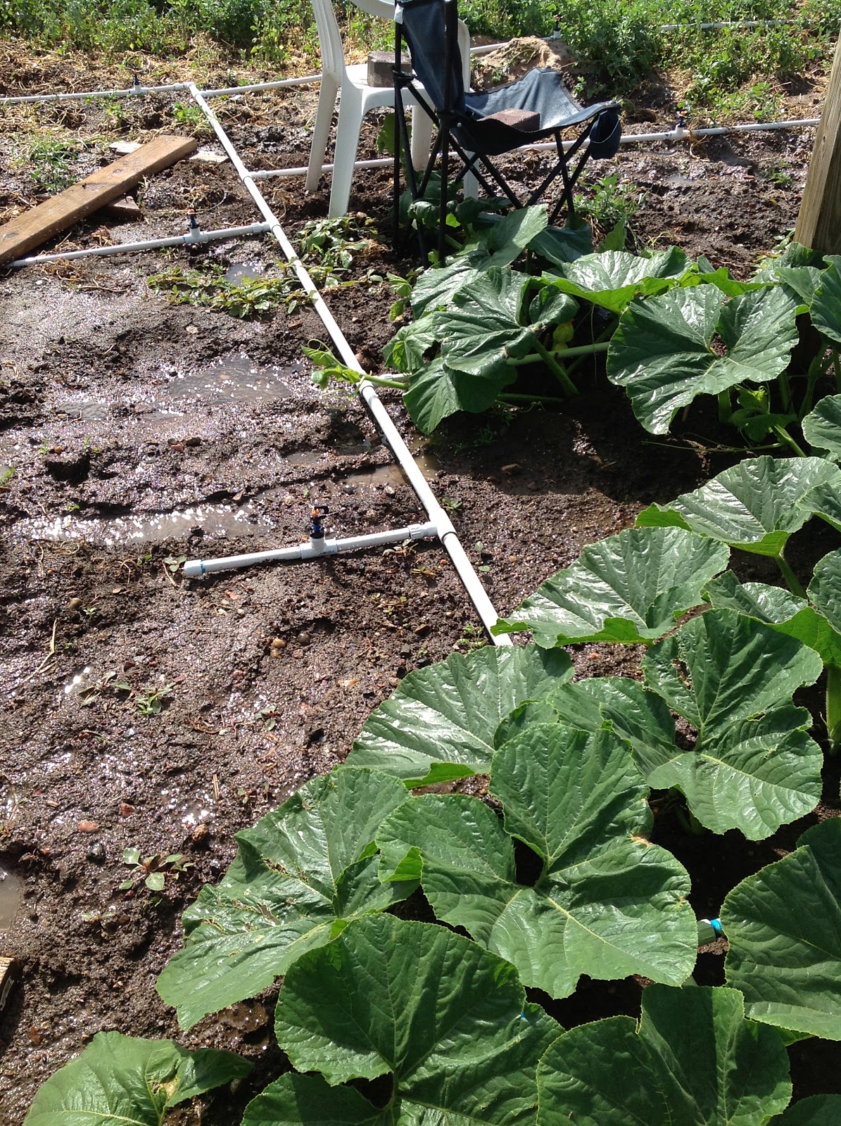 Giant Pumpkin Growing Tips From The Pumpkin Man: Dan Micros & Some ...