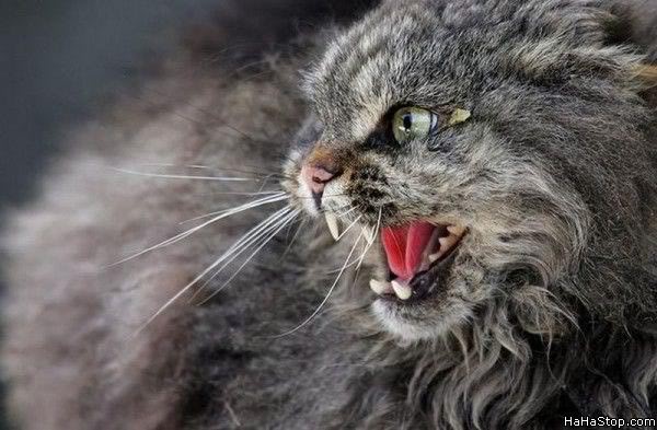 Catturday : Foto-Foto Kucing Sedang Marah | Kucing gue