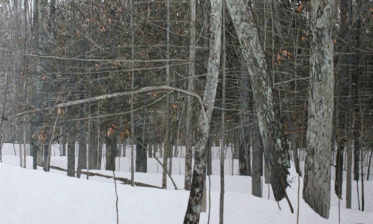 The Art Out There: Peter Rotter