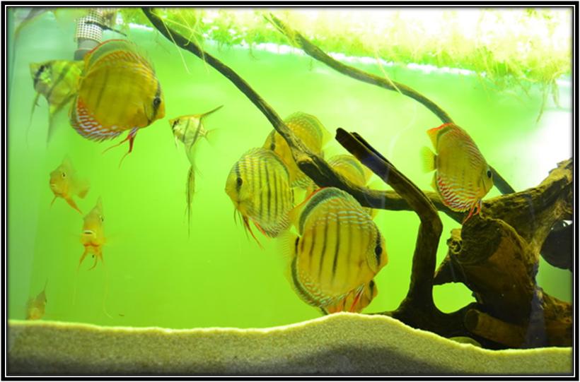 GALERÍA PONFEDISCUS: BIOTOPOS