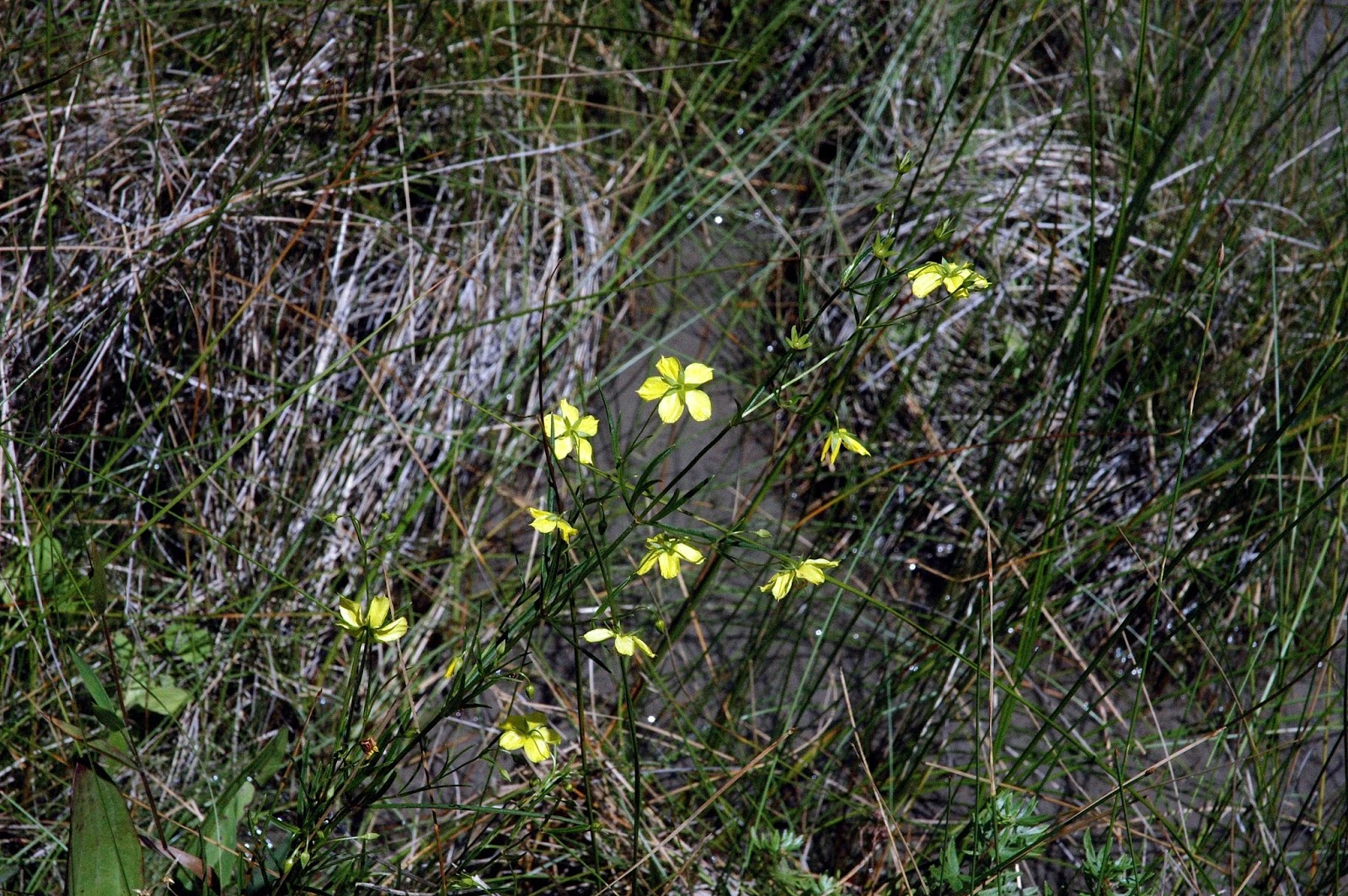 Field Biology in Southeastern Ohio: Cedar Bog