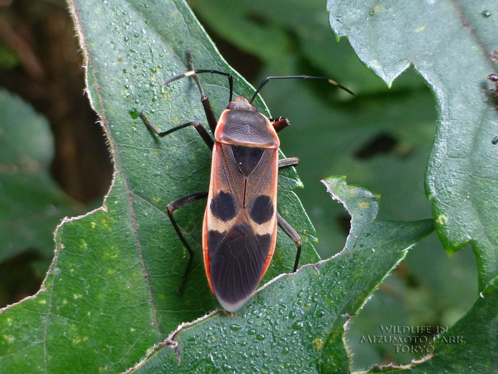 オオホシカメムシ Gutta Bug-水元公園の生き物