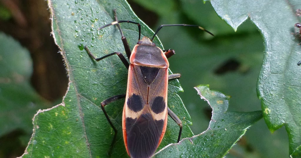 水元公園の生き物 Wildlife in Mizumoto Park, Tokyo: オオホシカメムシ Gutta Bug