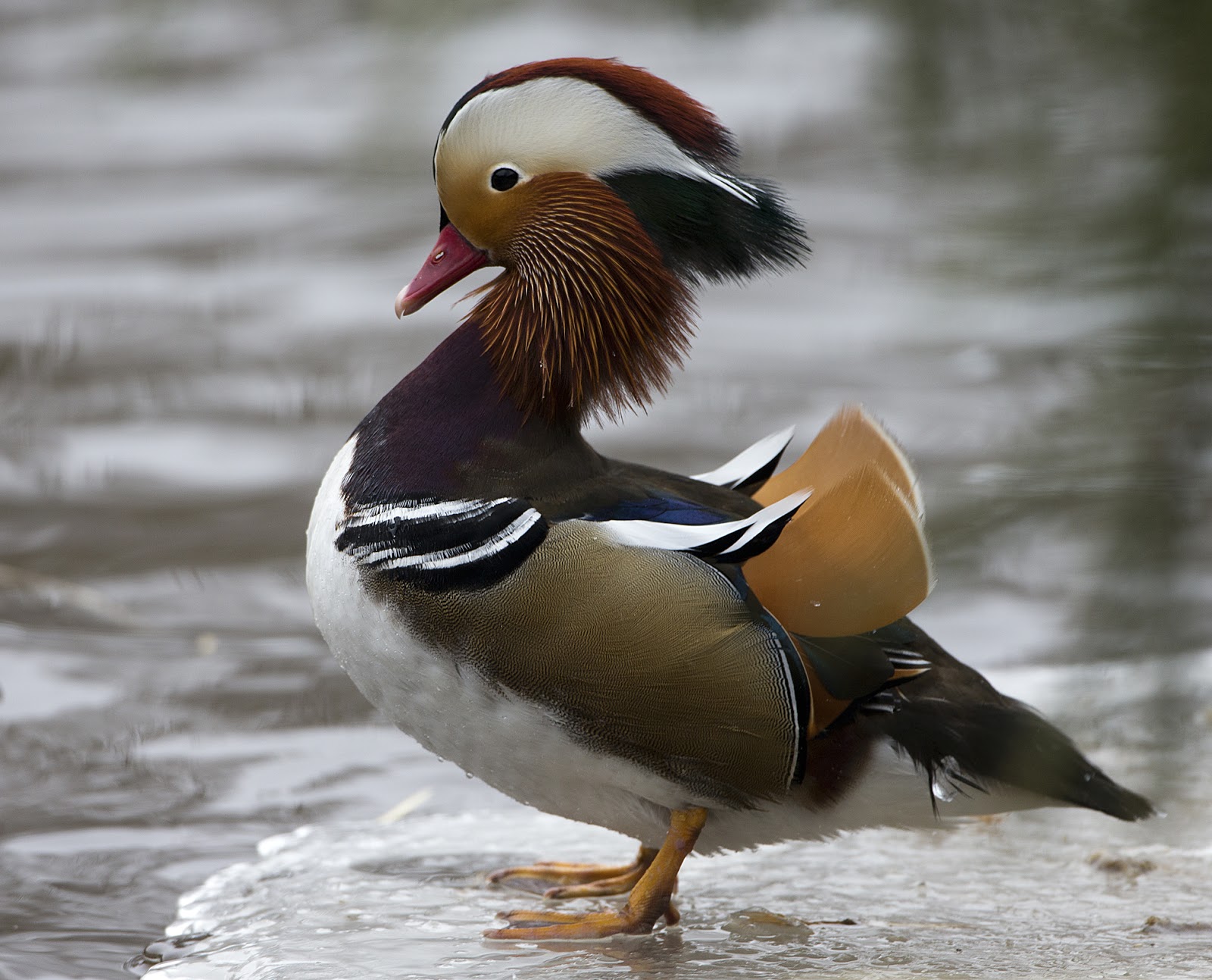 Kenny Isaksson Wildlife Photographer: Mandarinand
