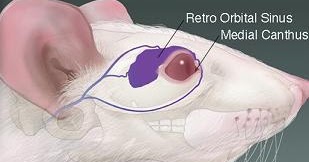 Pharmajav.com: Blood collection in mice