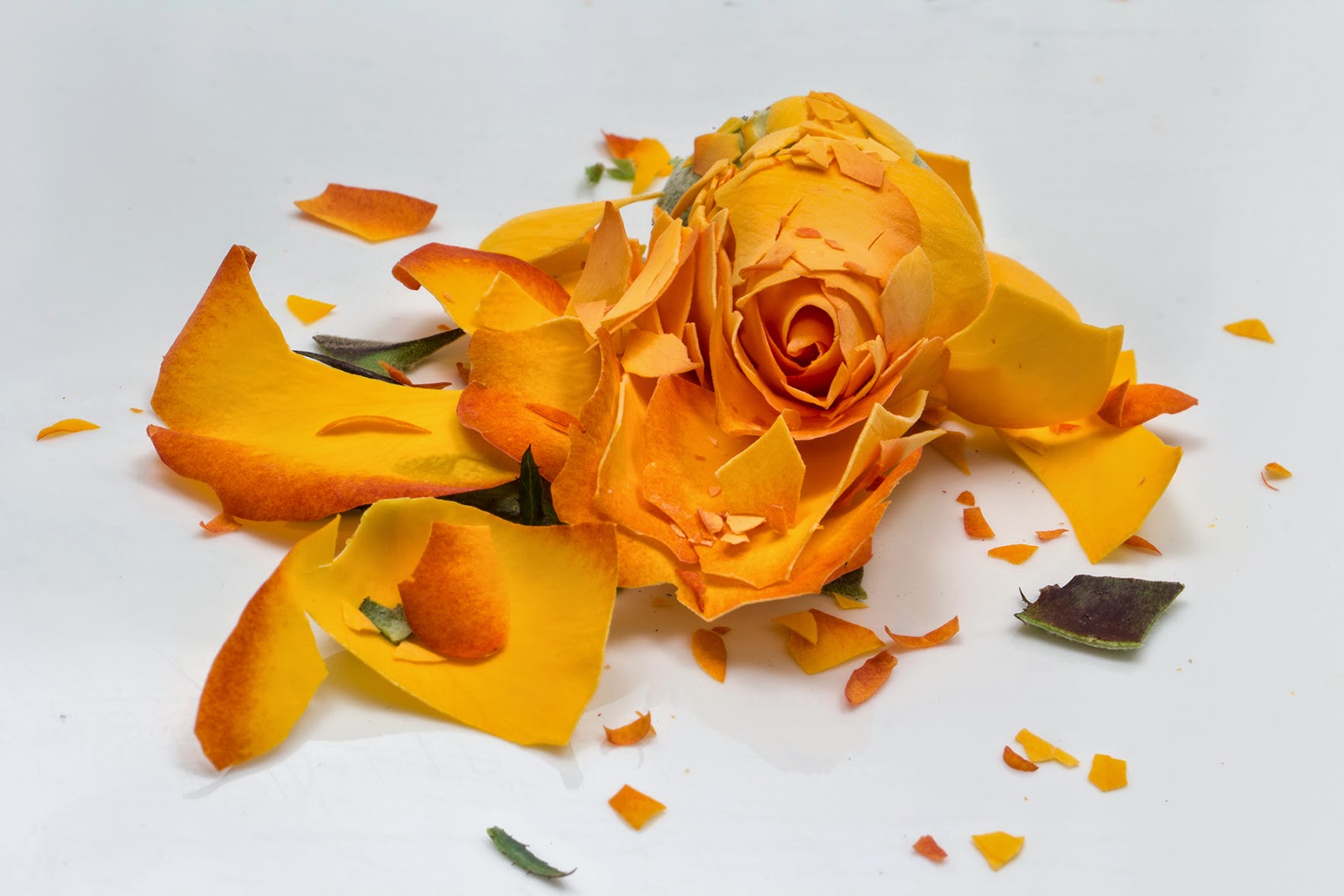 Made by JEFUNNE.: Shattered Rose!