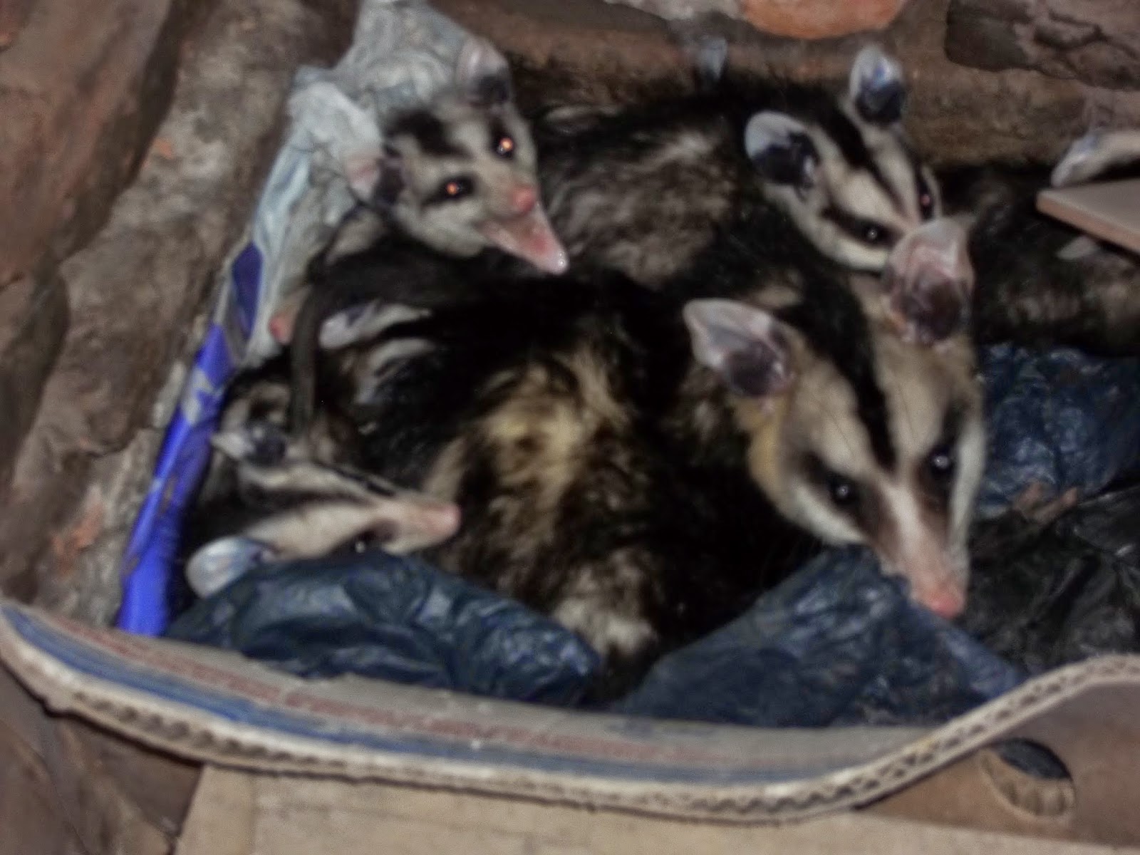 LU7FOJ: Comadrejas y sus crias