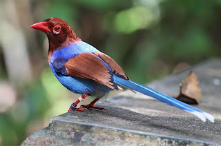 Sri Lanka Blue Magpie