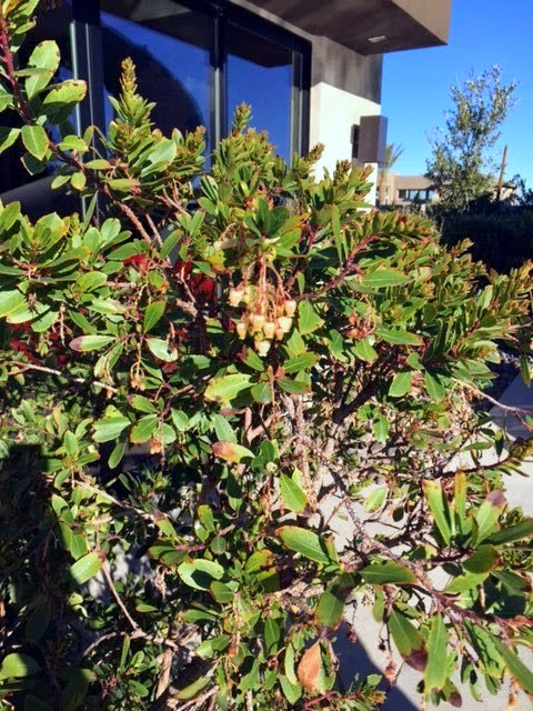Xtremehorticulture of the Desert: Strawberry Tree Needs Extra Care in ...