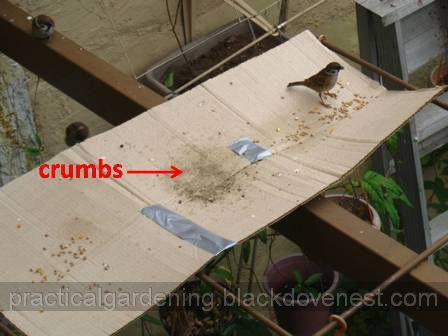 Practical Gardening: Homemade Bird Trap - Pre-Baiting Sparrows