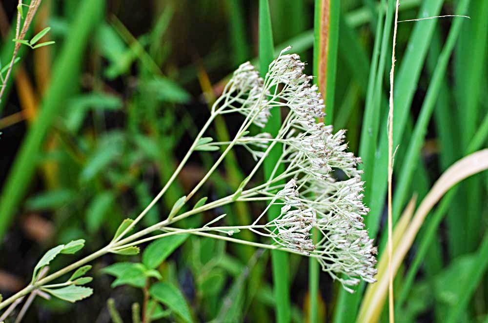 Space Coast Wildflowers: Tosohatchee WMA: Phoebanthus & Butterflies ...