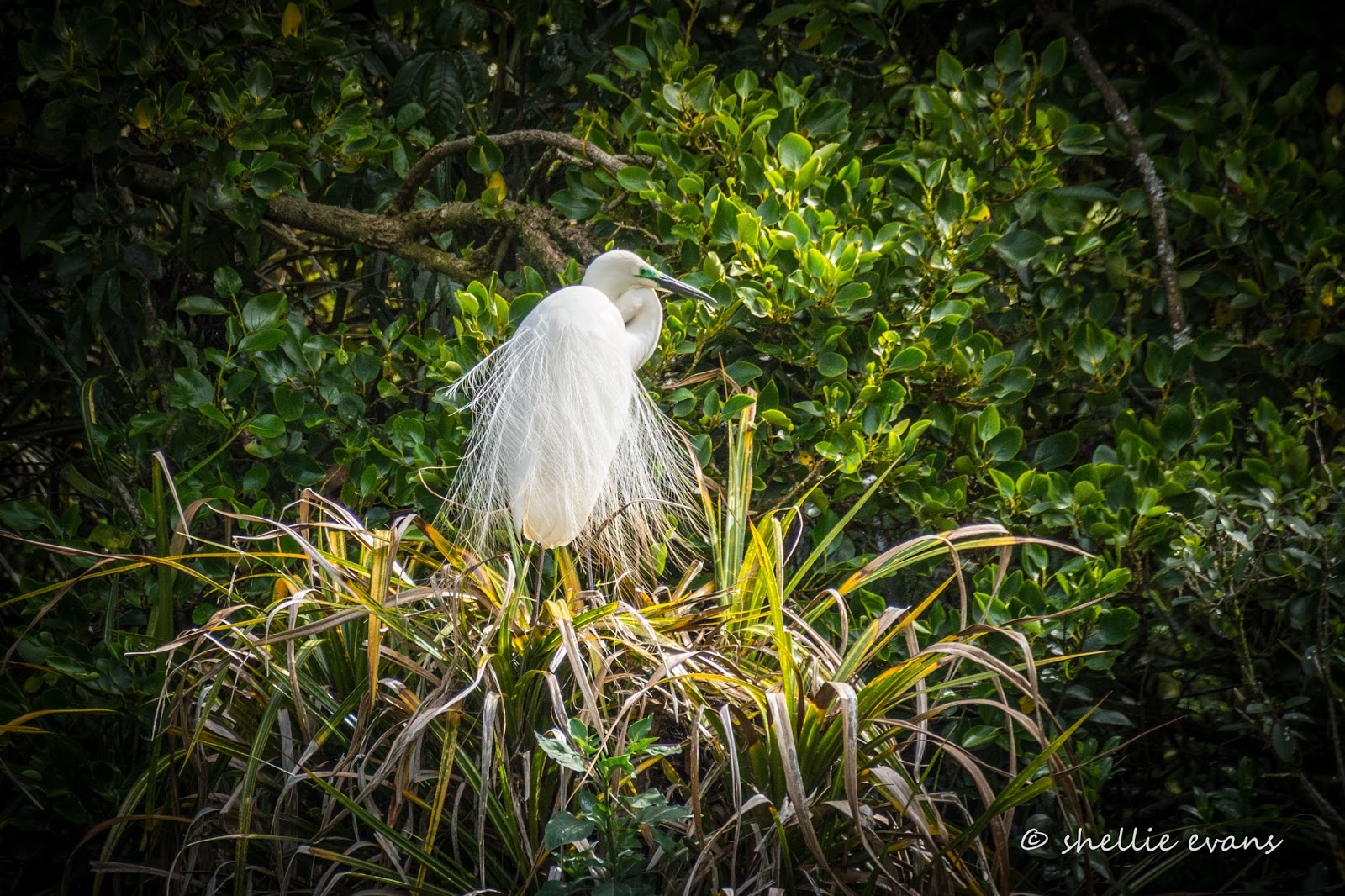 Two Go Tiki Touring: White Herons of Waitangiroto