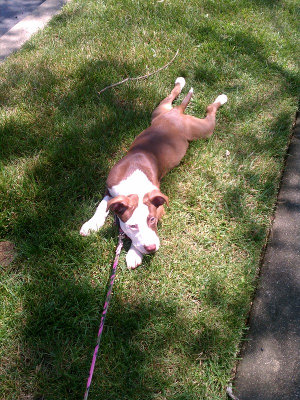 Pit Bull Frogs: Pit Bull Frog Photos