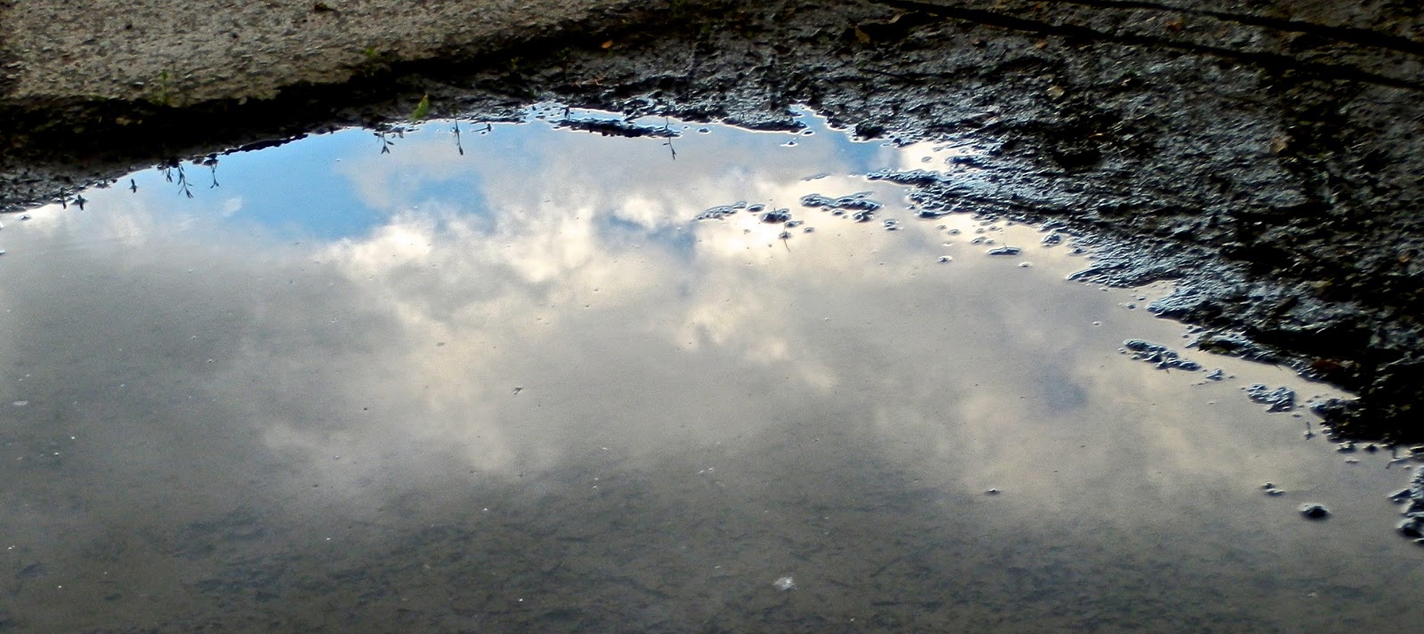the golden fish: sky in a mud puddle