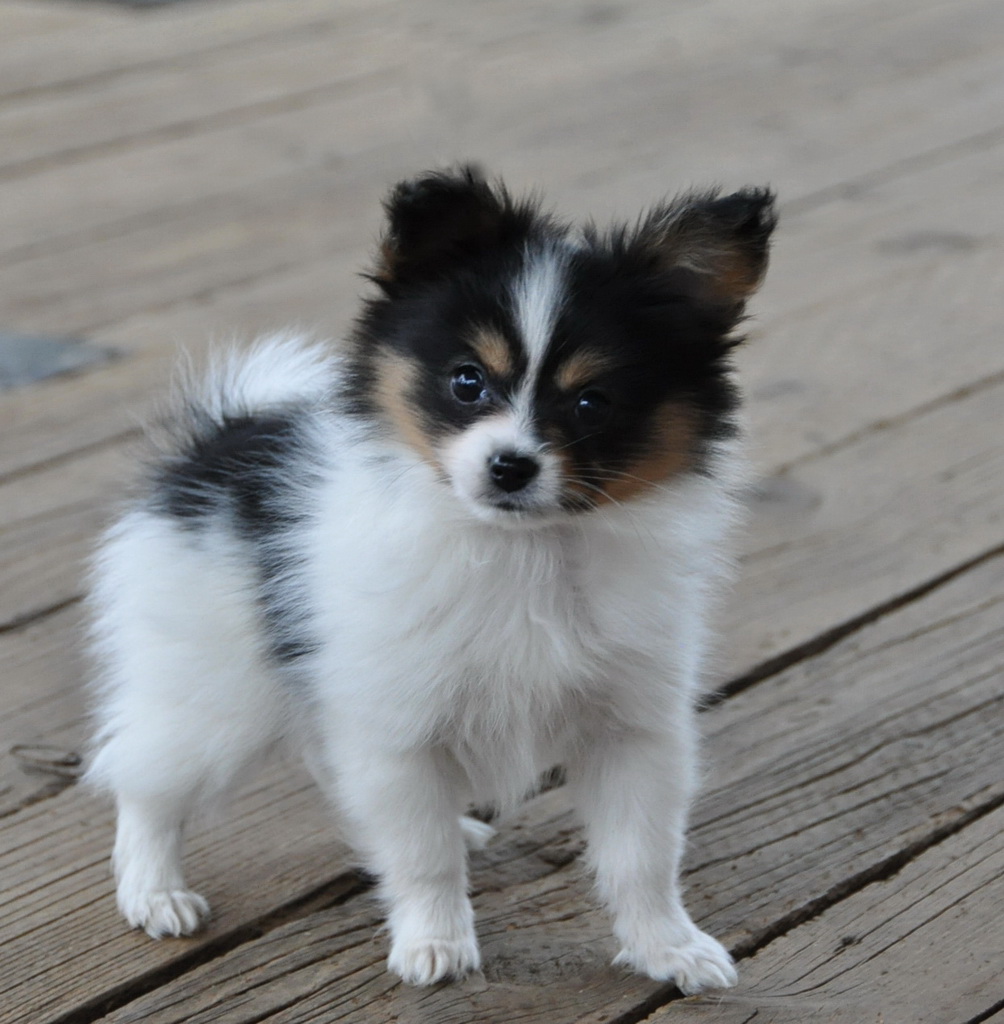Road's End Papillons : Papillon Family Tree and their inherited Appearance