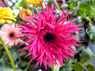 Barberton daisy - Gerbera jamesonii or Babandesiya | SL Flora