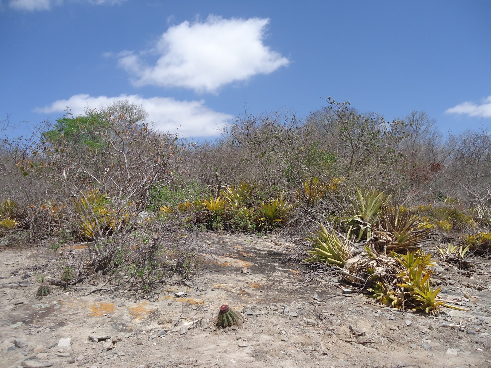 Alexandre do Cerrado: Caatinga, Vitória da Conquista, BA, 2015