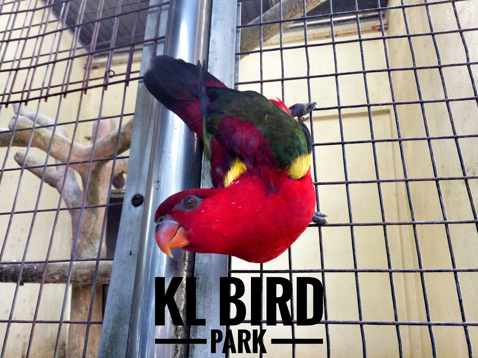 Jalan-jalan di Taman Burung Kuala Lumpur (KL Bird Park) - Ana Suhana