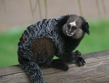 Wied's Marmoset