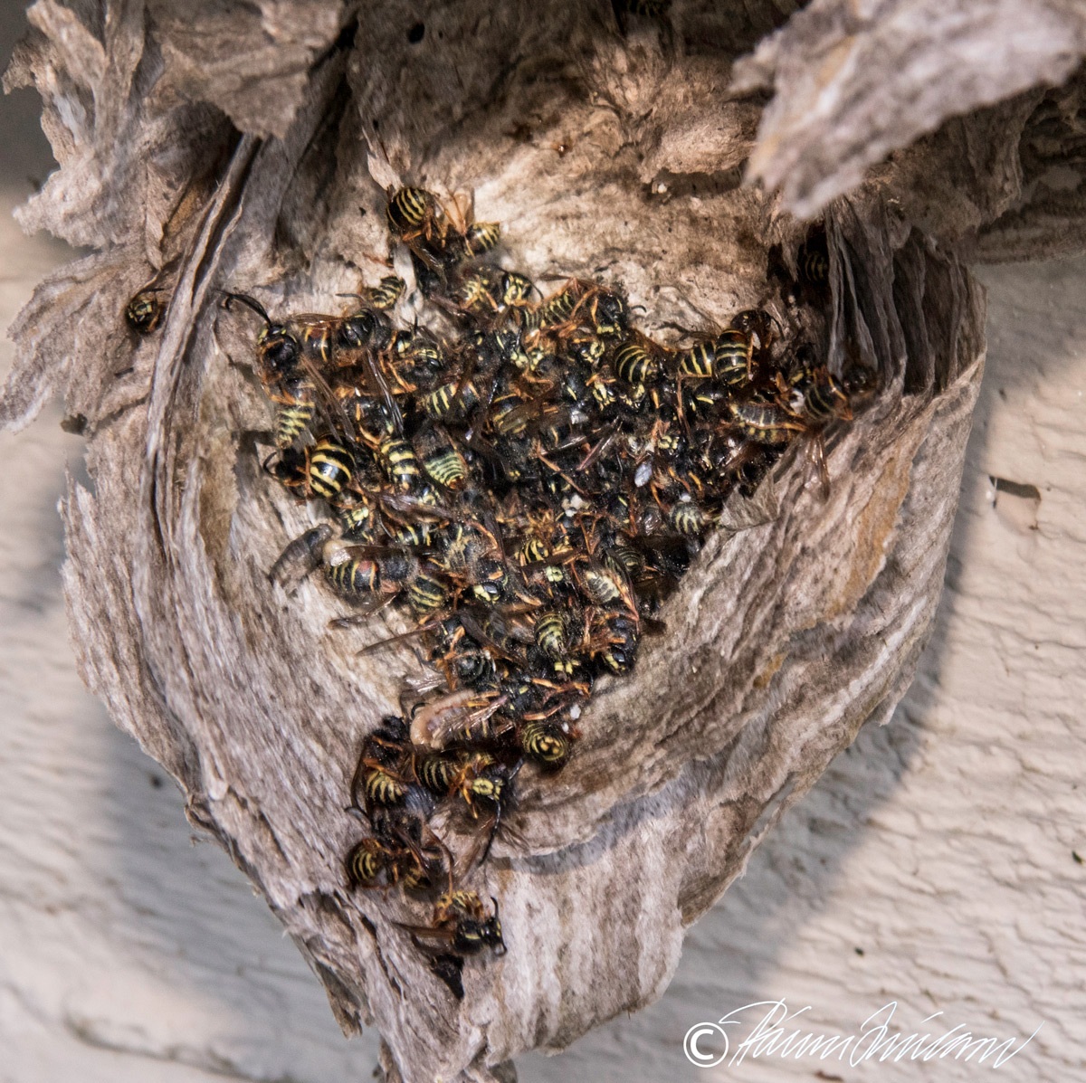 Höfuð Kvisthyltinga: Spennufíklarnir, sonabörnin (2)