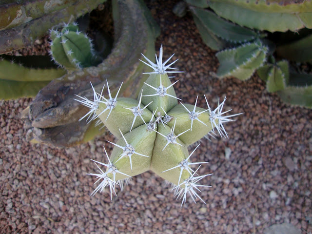 danger garden: The Desert Botanical Garden, Part One
