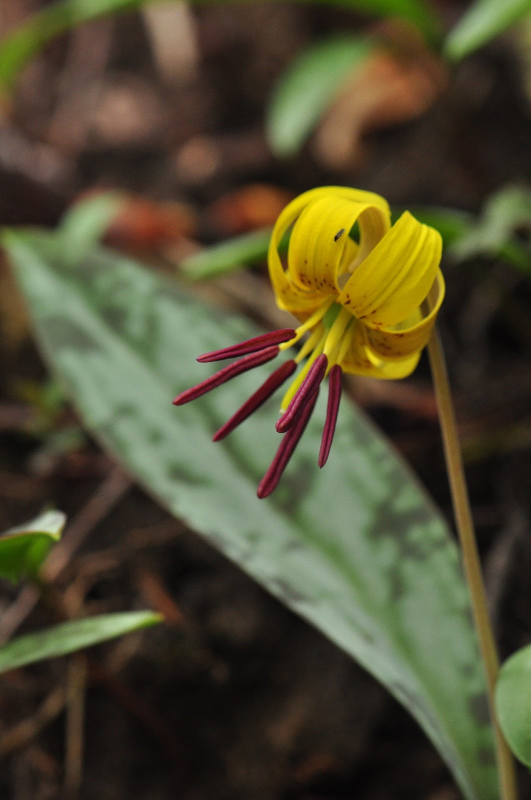 Discover West Virginia: Spring Wildflowers of the New River Gorge ...