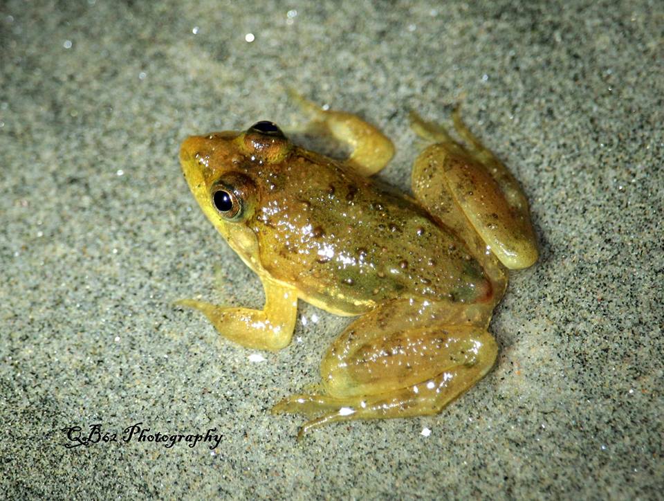 Frogs of Bangladesh: Skipper Frog