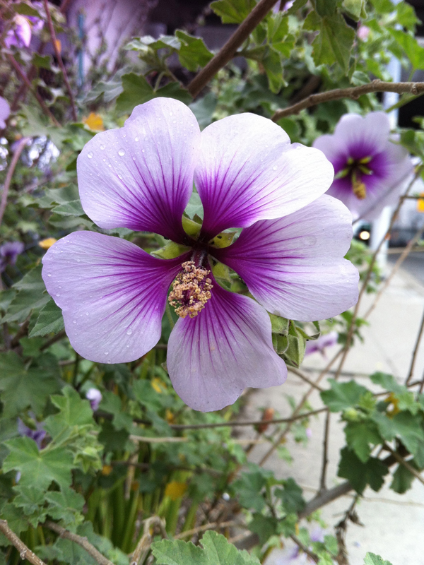 Pennsylvania Street Gardens: Plant profile: Lavatera