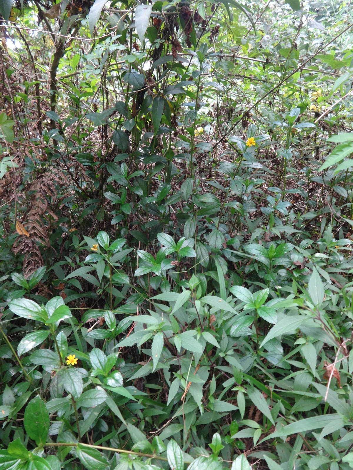 Herbs from Distant Lands: Wedelia - Wedelia chinensis - trilobata ...