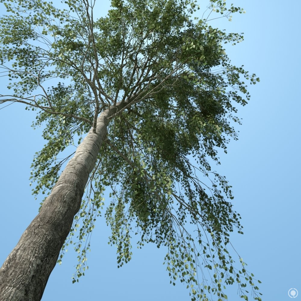 Evermotion Archmodels 163 - Tree collection | Computer Graphics Daily News
