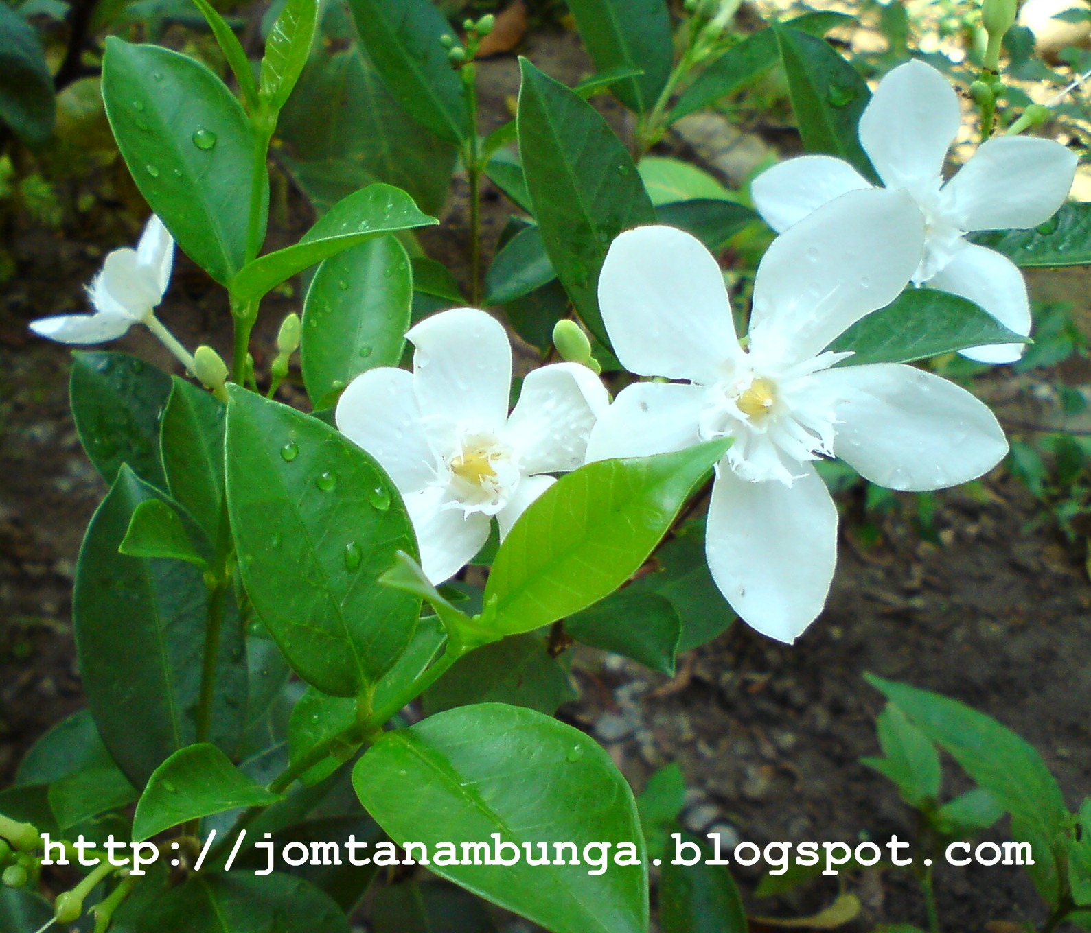 Jom Tanam Bunga: Group Bunga