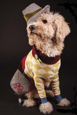 Fotos de perros de moda | Toda opinion de perroseli