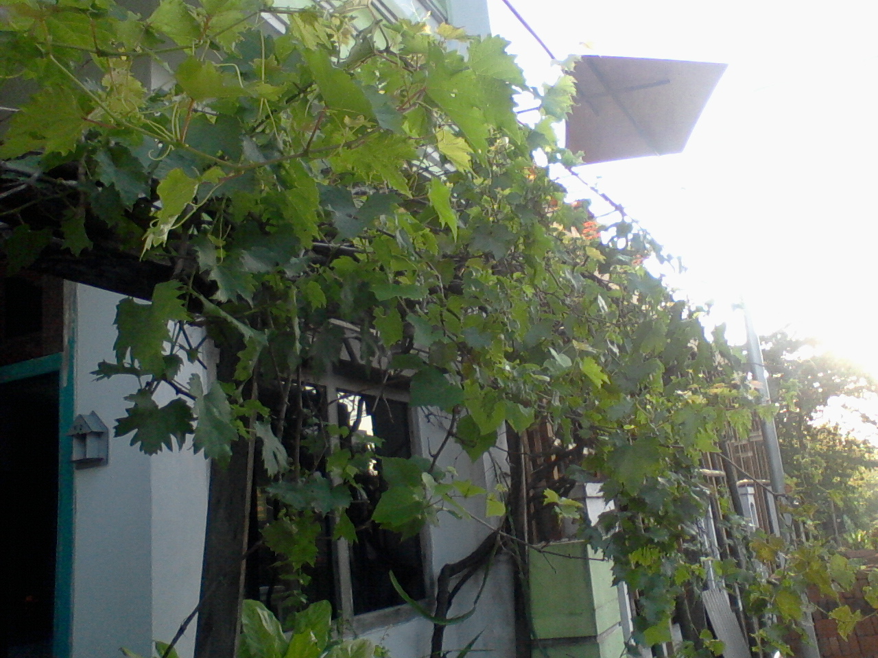 Coretan Pengetahuan: Membuahkan Tanaman Anggur