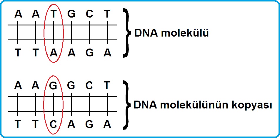 MUTASYON VE MODİFİKASYON (8)