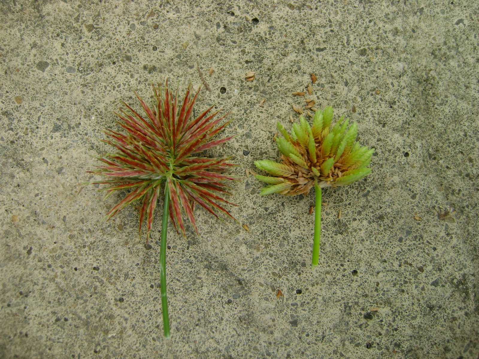 Gower Wildlife: Look out for Cyperus