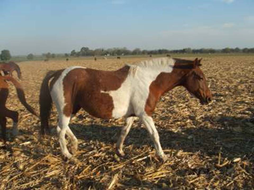 Bien Campero: El caballo criollo