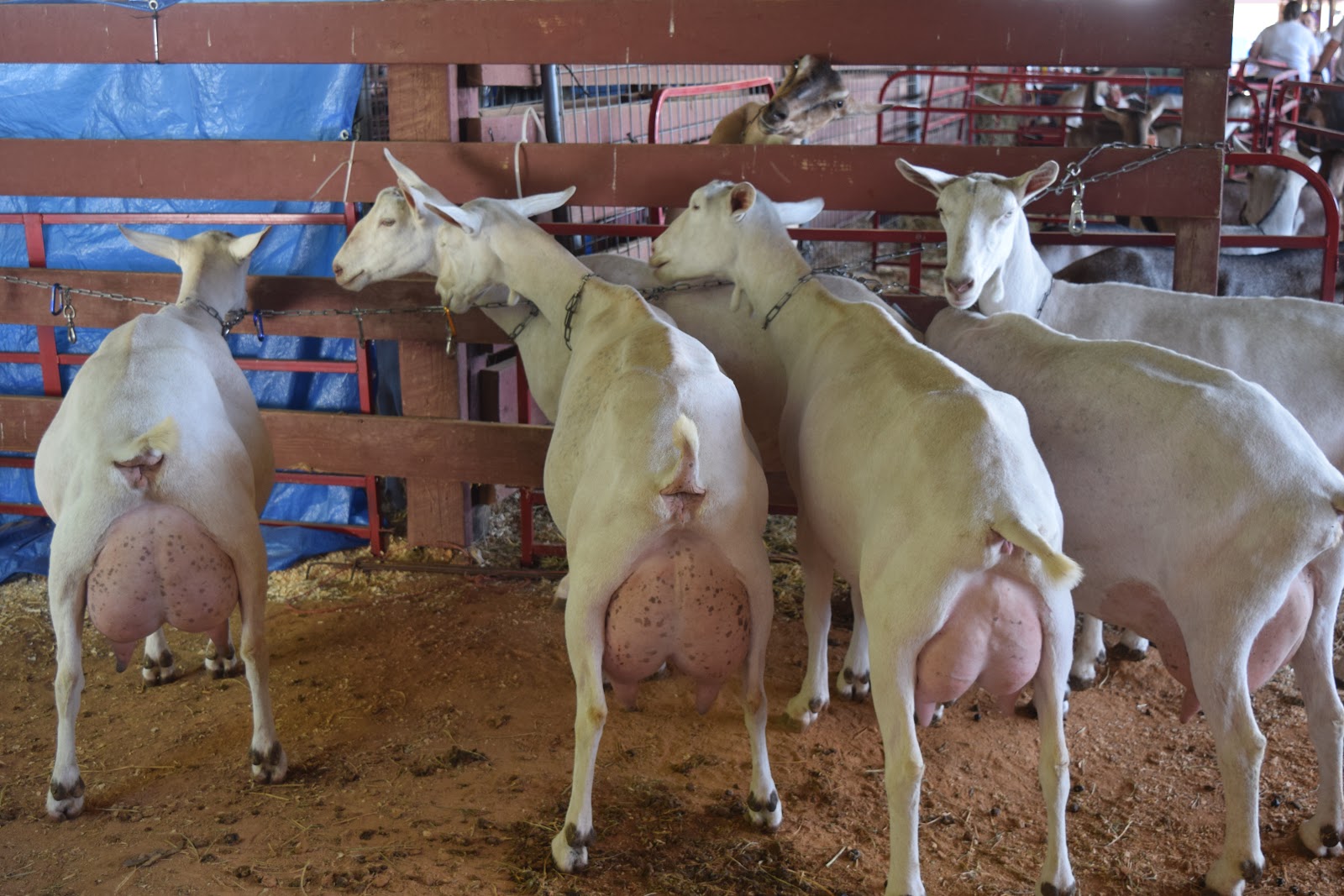 CAMP BLUE WALL: Udders, Udders Everywhere!