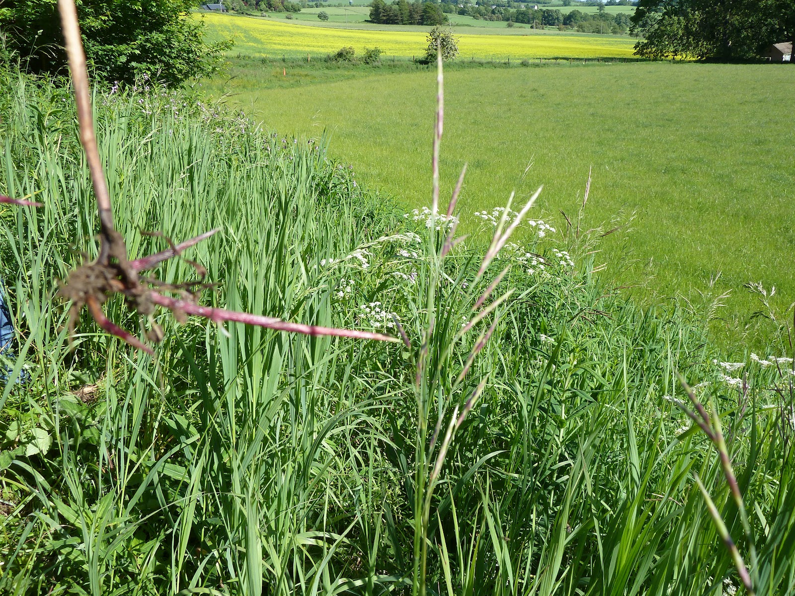 The Rainforest Fund Project: Bromopsis inermis - Hungarian Brome
