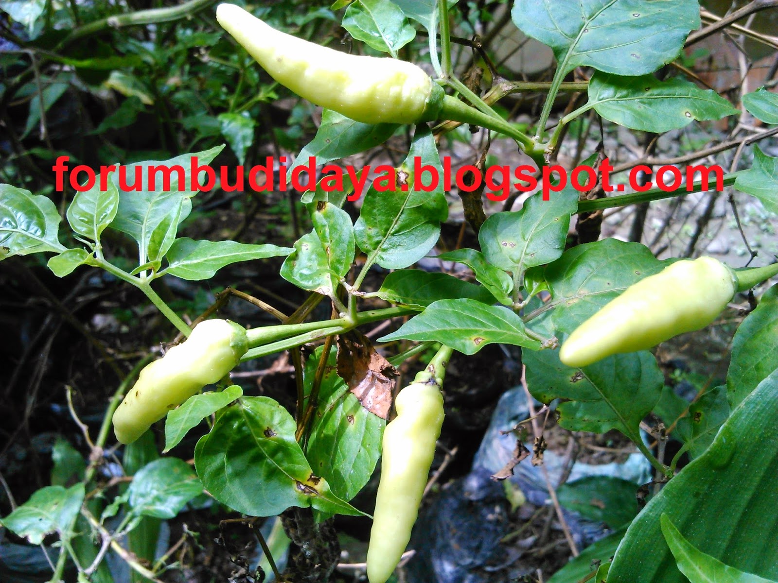 Cara Mudah Budidaya Cabe Terbaru | Forum Budidaya