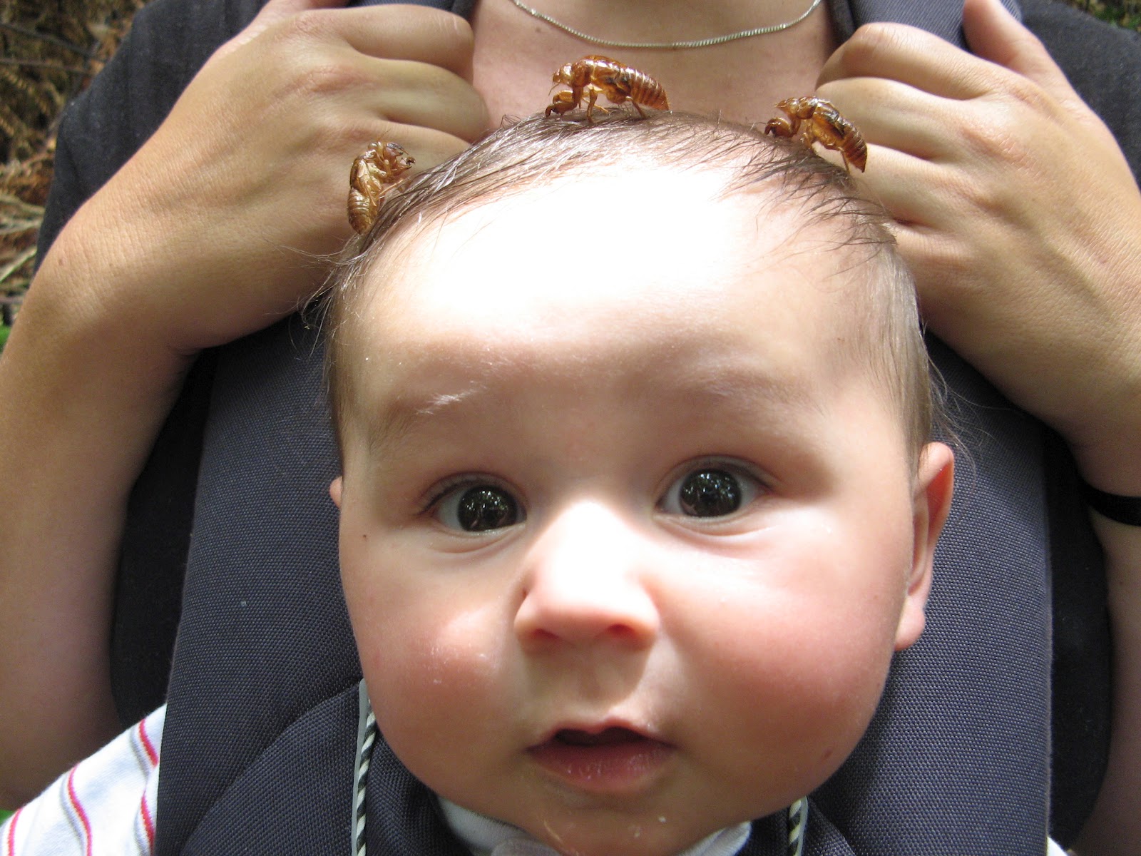 The Bug Pressure - abpoa