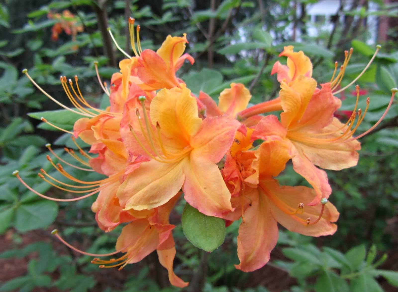 Using Georgia Native Plants: Natives in the Garden