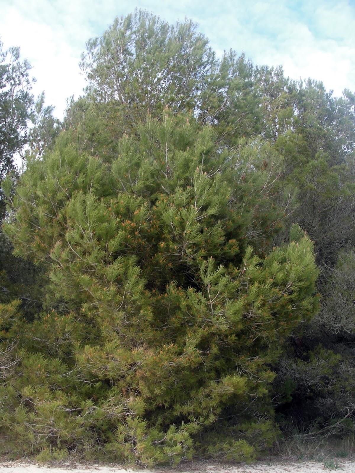 imatges de menorca: PI BLANC (Pinus halepensis Miller) MENORCA