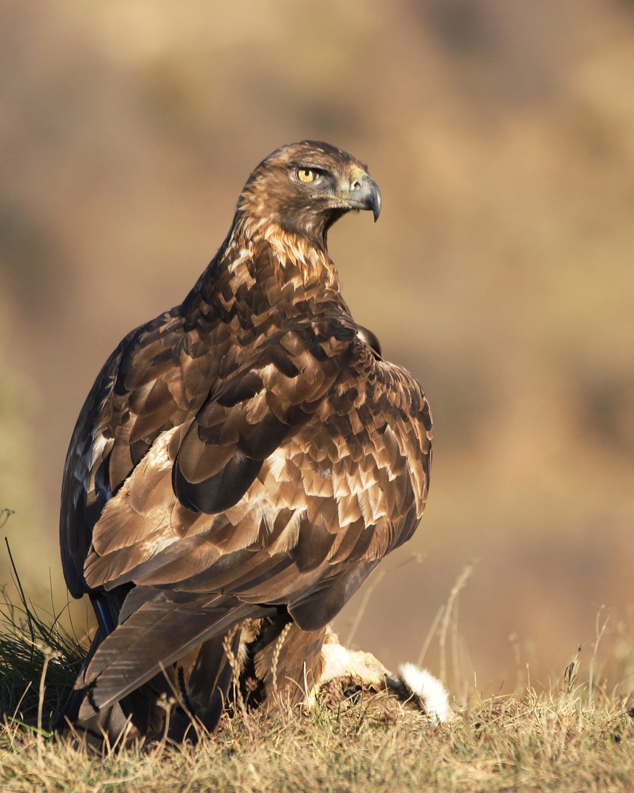 Pasión por las aves: Águila real.(Aquila chrysaetos)