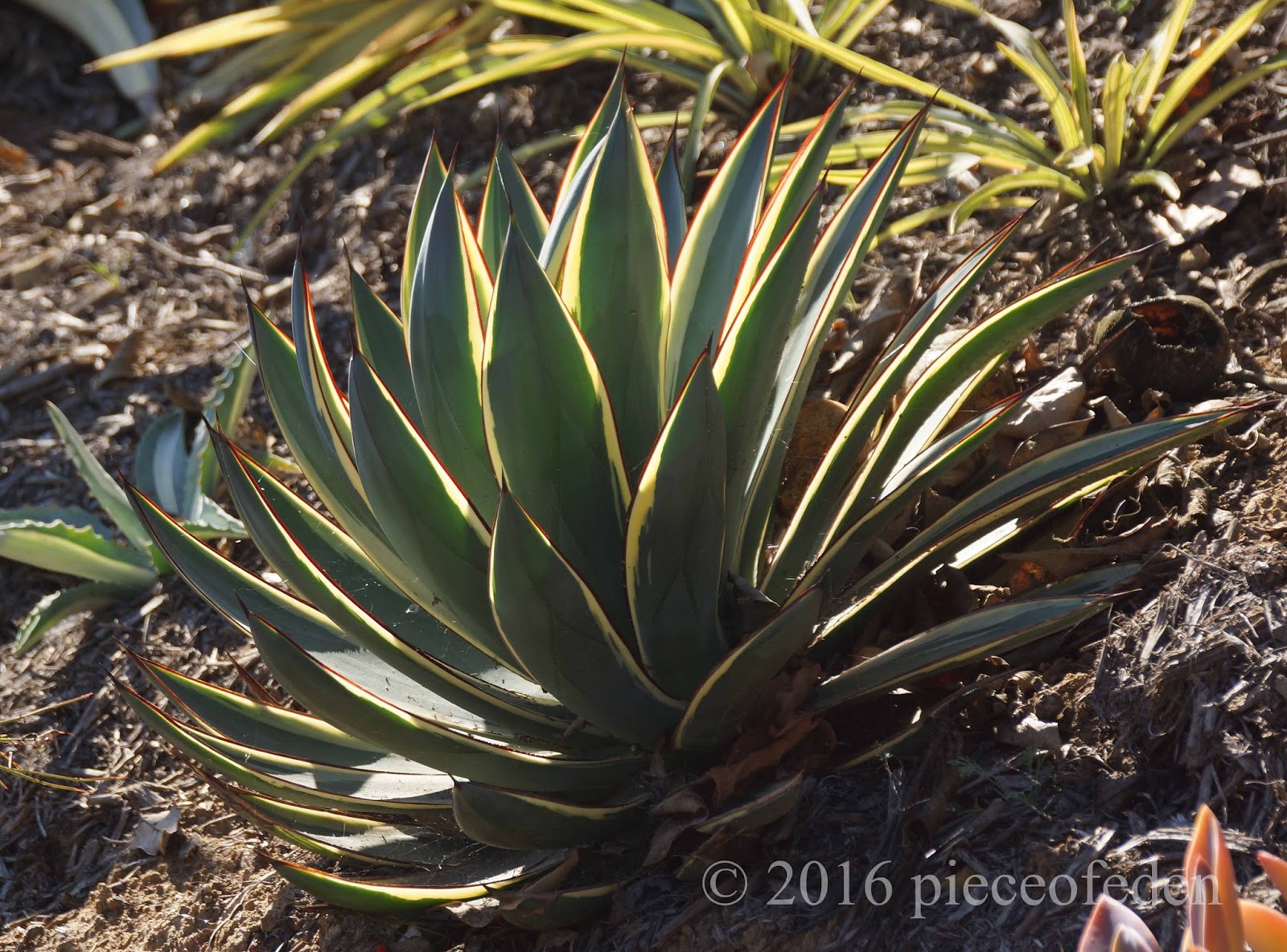 All The Agaves 2016
