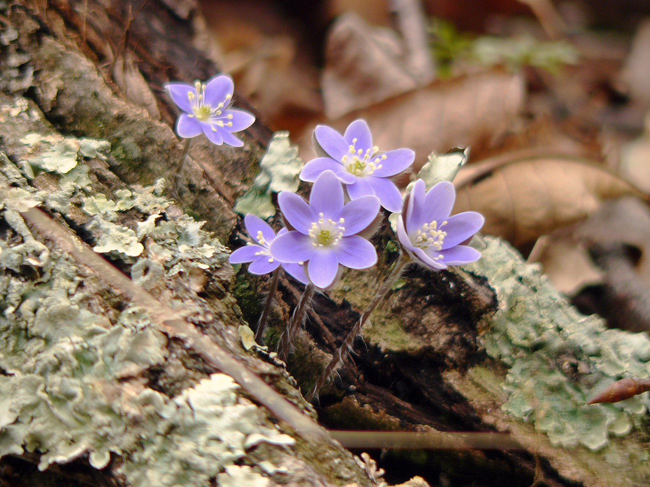 Spring Flowers: Liverleaf or Hepatica