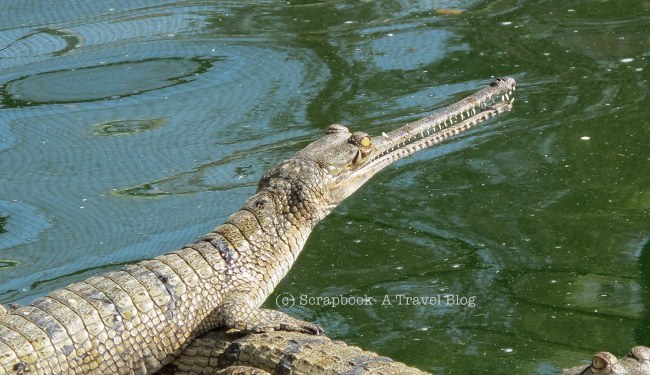 Call of the Wild- National Chambal Sanctuary, The river of Gharials ...