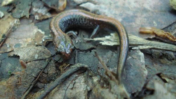 Prehistoric Beast of the Week: Salamanders: Sharing our Earth with Wildlife