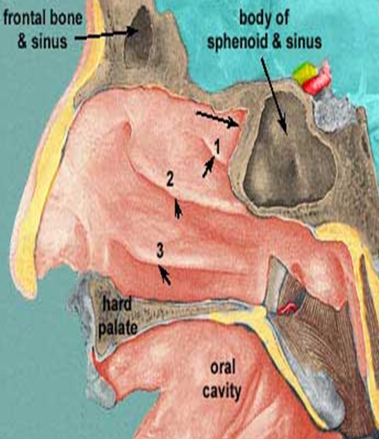 MBBS Medicine (Humanity First): The Respiratory System